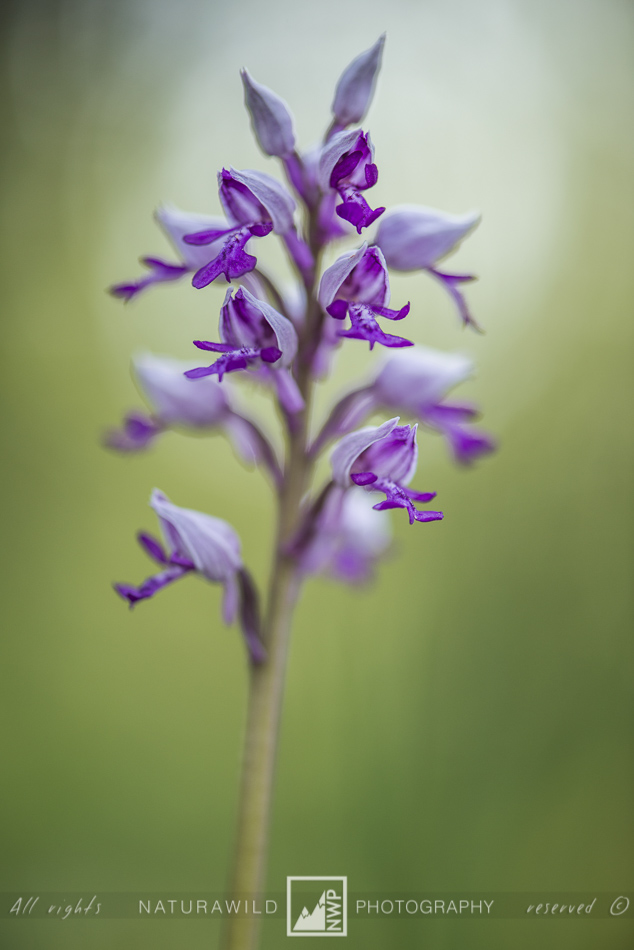 Orchis Militaris Pelouse Calcaire du Bassin Lorrain Mai - Faune Sauvage