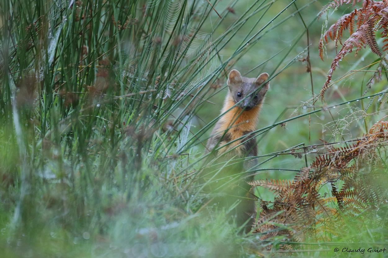 Martre des pins Claudy Guiot - Faune Sauvage