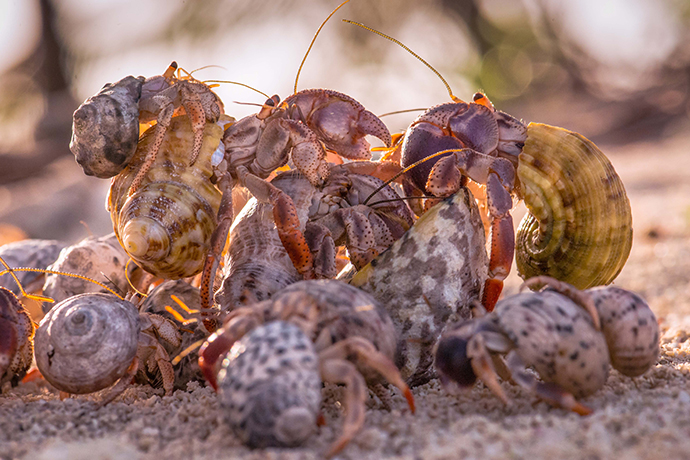 crabes - Faune Sauvage