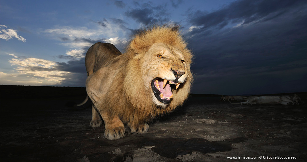 Flehmening_lion - Faune Sauvage