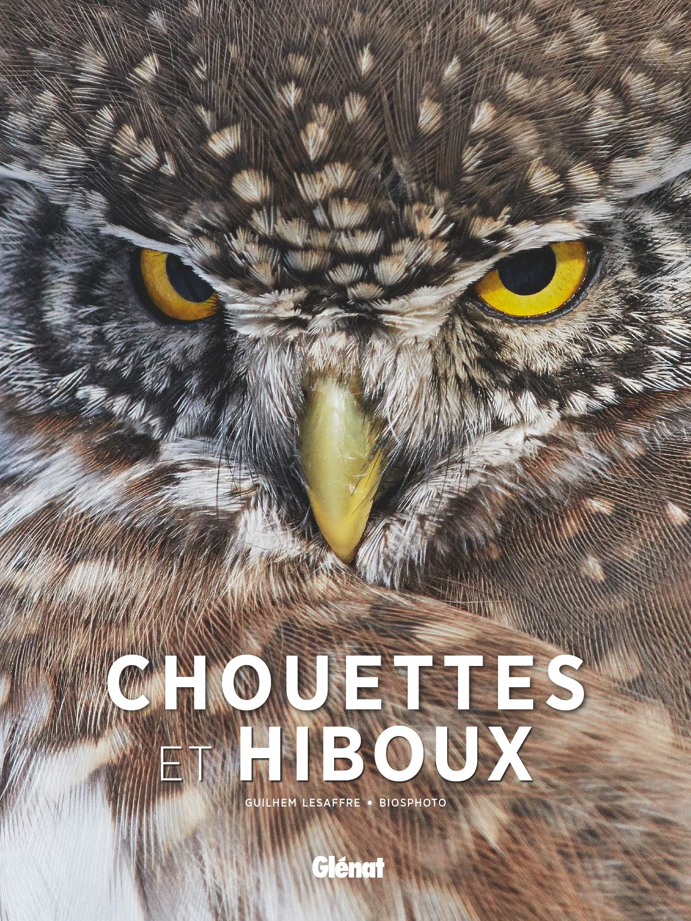 "Chouettes et hiboux" : Un tour du monde des rapaces nocturnes comme ...