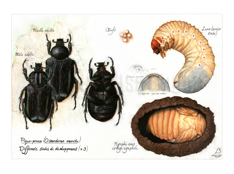 Osmoderma eremita_copyright-Elsa-Bugot - Faune Sauvage