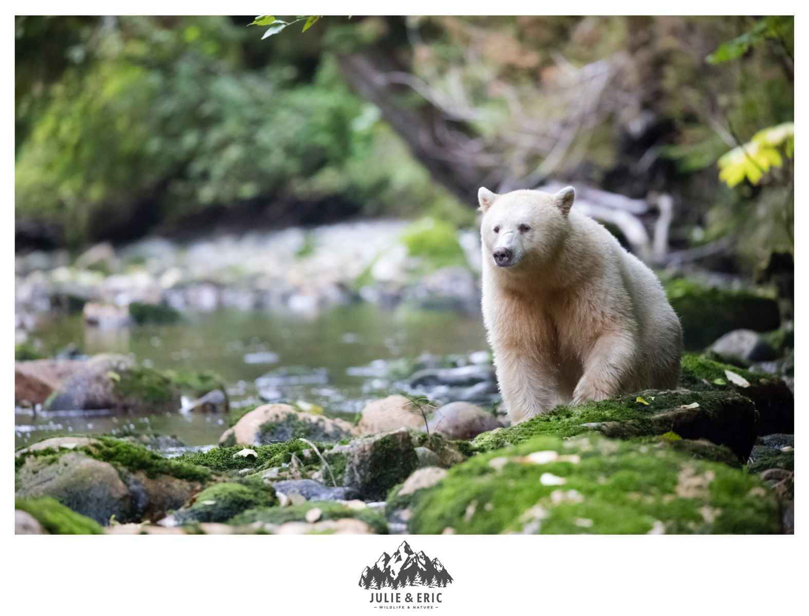 Ours-Kermode-1 - Faune Sauvage