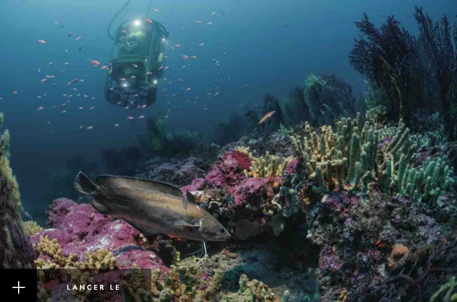 Vingt-huit jours en immersion dans la Méditerranée - Faune Sauvage