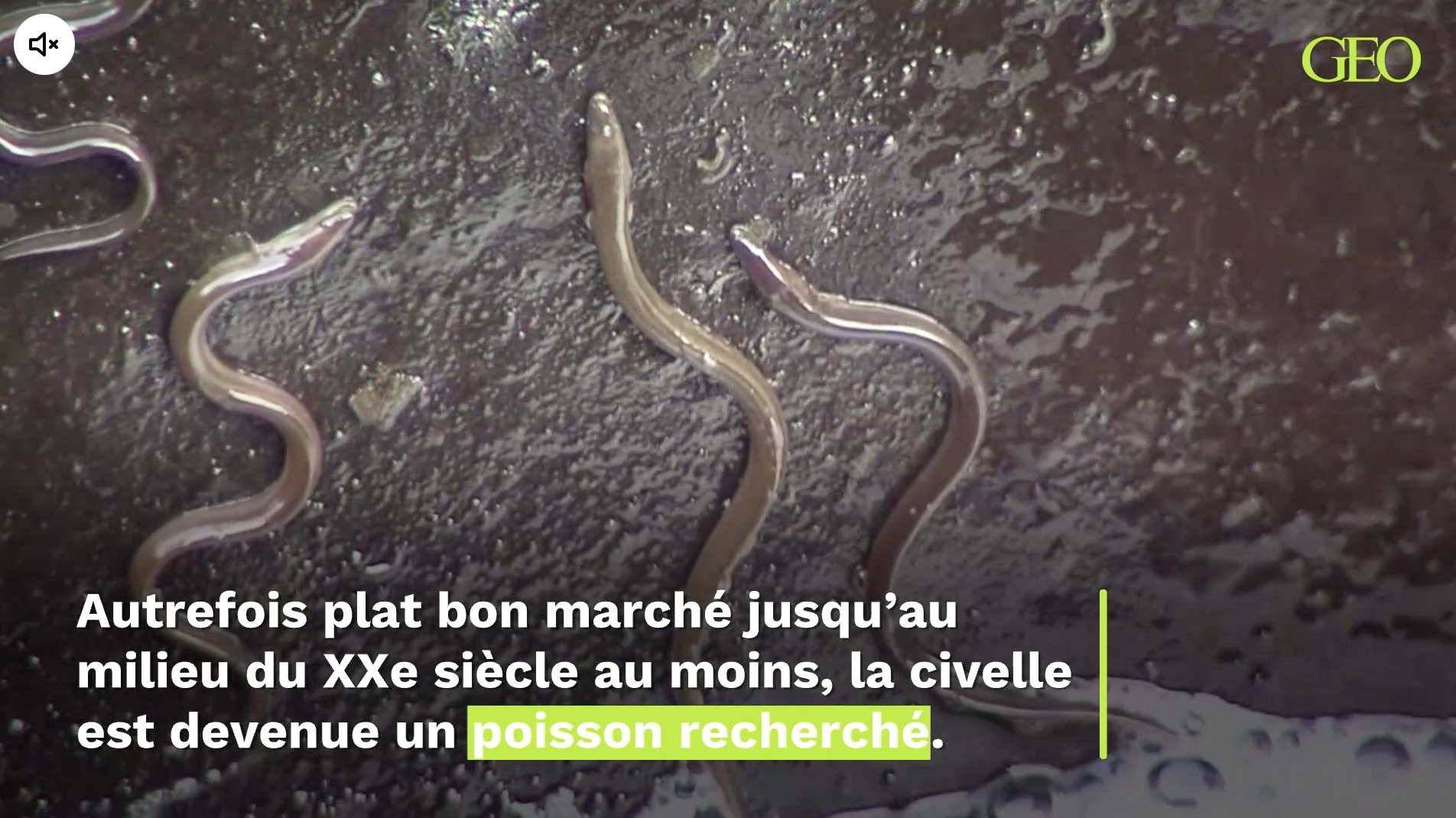 Qui est la civelle, ce poisson vendu à prix d’or au marché noir ...
