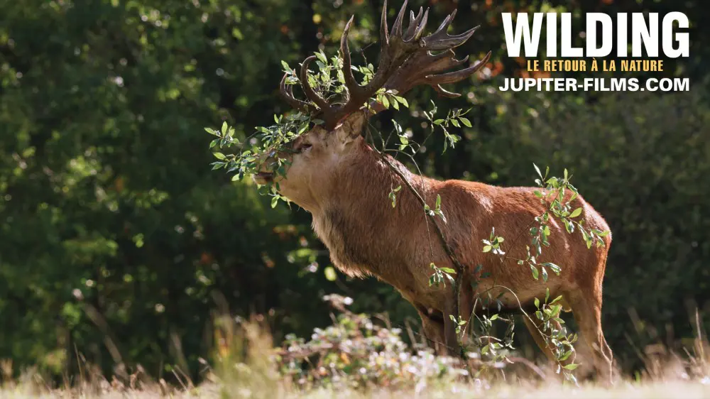 "Wilding - Retour à la nature sauvage" : le film (sorti le 10 septembre ...